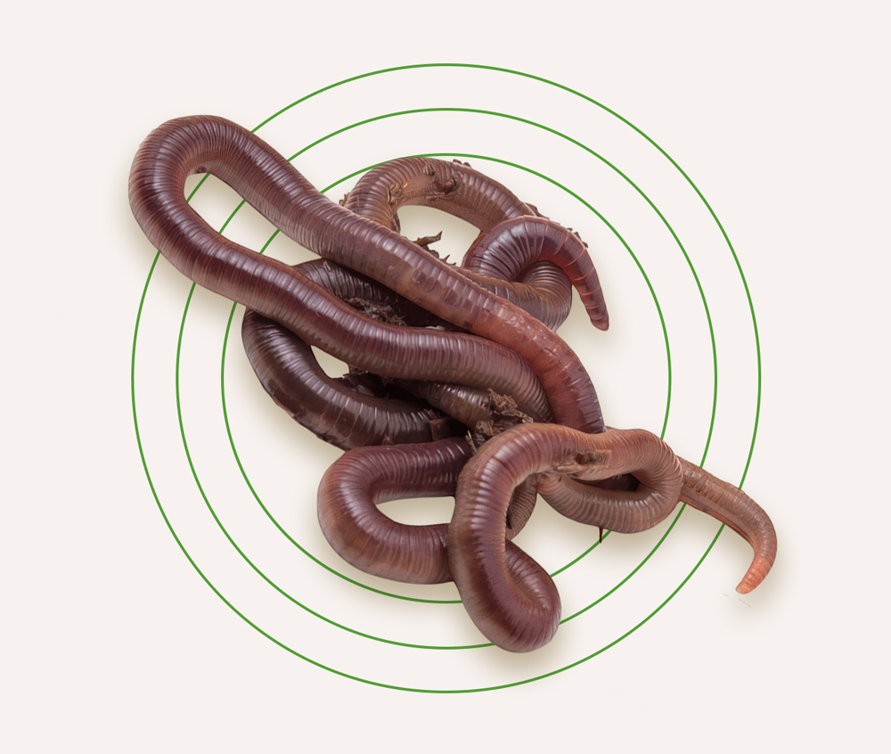 African Nightcrawler Earthworms (Eudrilus eugeniae) - Organic To Go